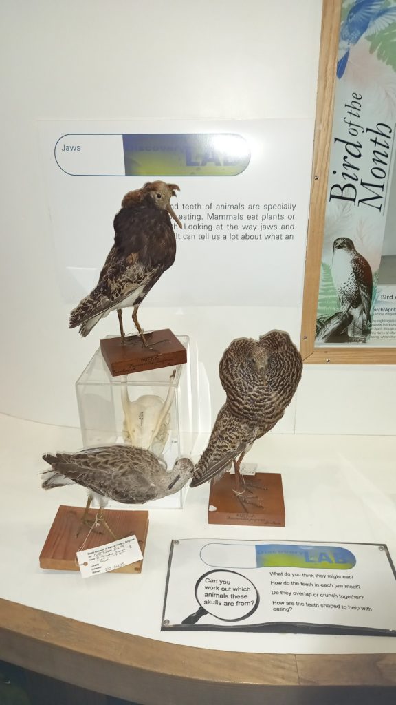 Booth Museum Bird of the Month, June 2022: Philomachus pugnax ...