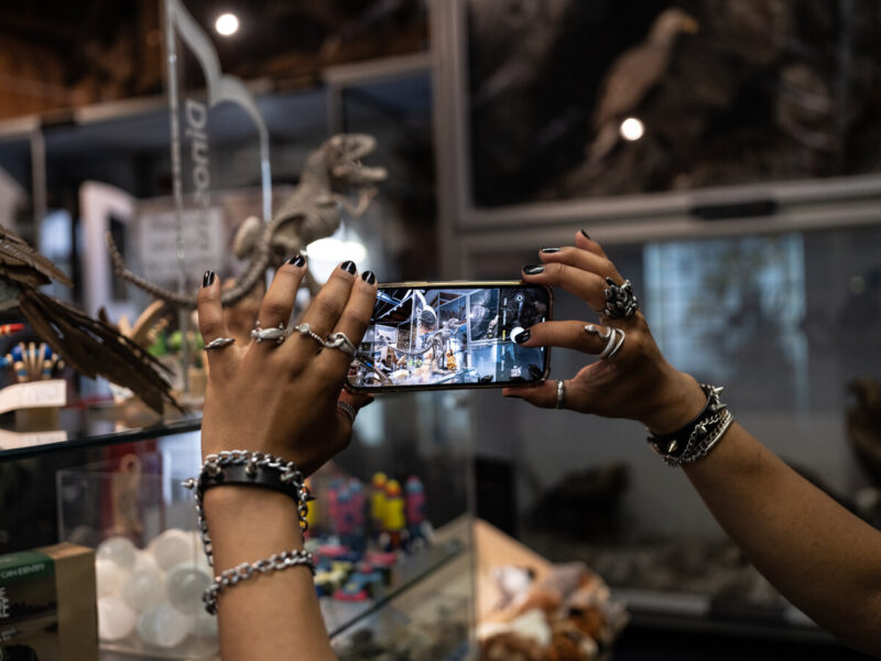 Booth Museum of Natural History - Brighton & Hove Museums