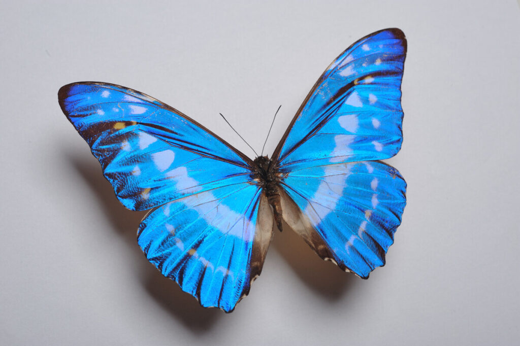 Butterflies & Insects - Brighton & Hove Museums