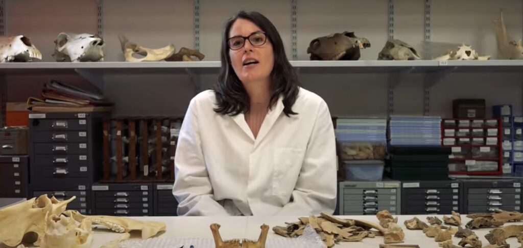 The science behind our Elaine Evans Archaeology Gallery - Brighton ...