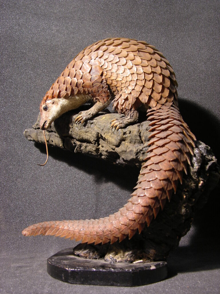 Tree pangolin - Brighton & Hove Museums