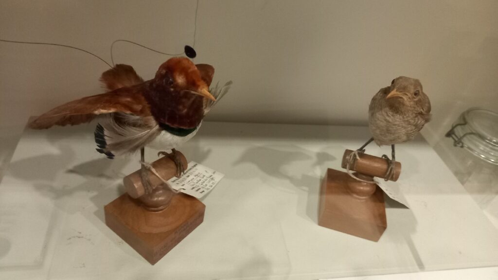 Booth Bird of the Month: December - Cicinnurus regius, King bird-of ...