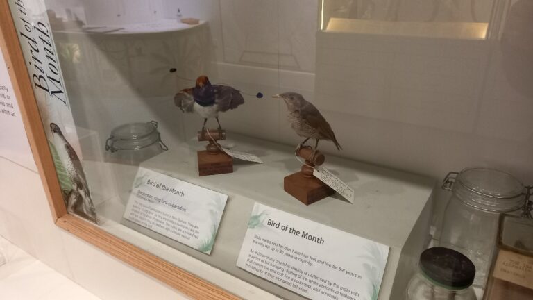 Booth Bird of the Month: December - Cicinnurus regius, King bird-of ...