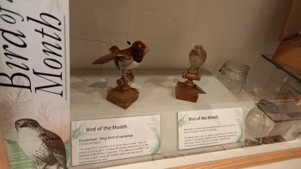 Booth Bird of the Month: December - Cicinnurus regius, King bird-of ...