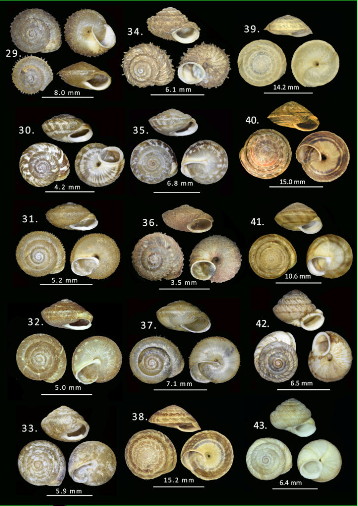 Madeiran land snail type specimens ‘discovered’ in review of Booth ...