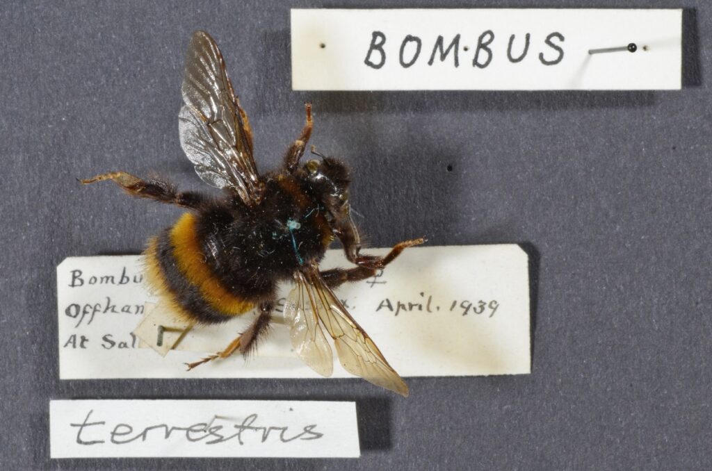 The Dark Side of Botany: How the Myth of the Harmless Botanist Conceals ...