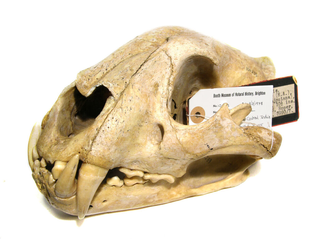 African Beasts in British Cabinets: The Complex History of Animals in ...