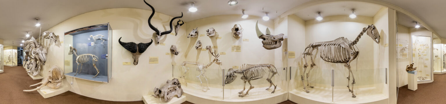 Booth Museum of Natural History - Brighton & Hove Museums