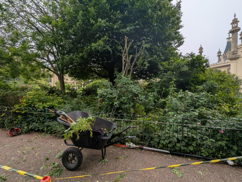 Laburnum Tree cutting the Royal Pavilion Garden